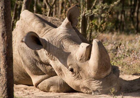 Sudan, ultimul mascul de rinocer alb nordic de pe Terra a murit