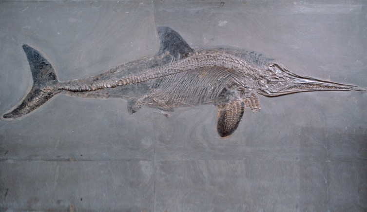 TV8.md - Rămășițele fosile ale unui ihtiozaur, un monstru marin de 10 ...