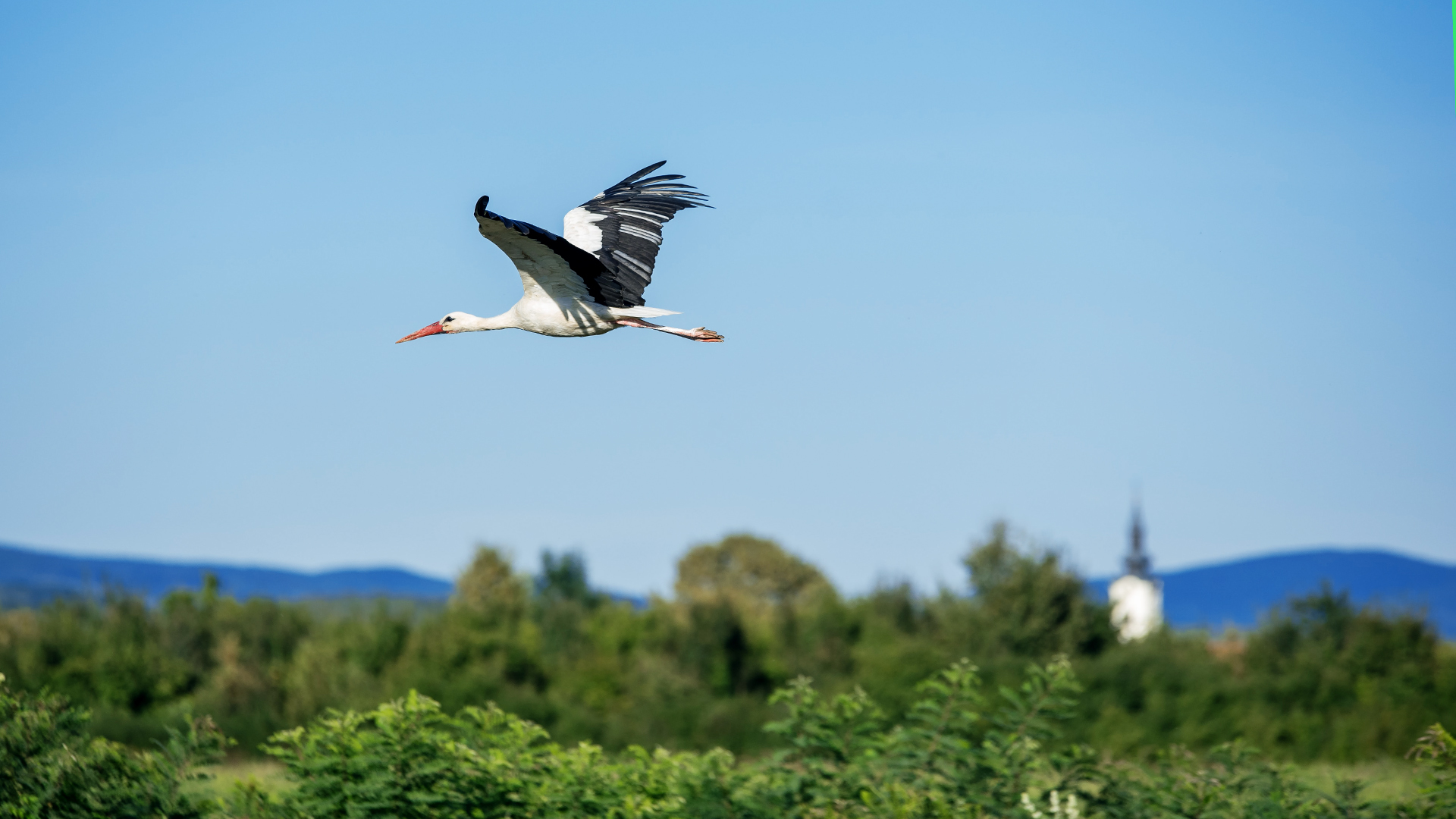 TV8.md - A venit în zi de sărbătoare și nu a mai plecat: Un cocostârc s ...