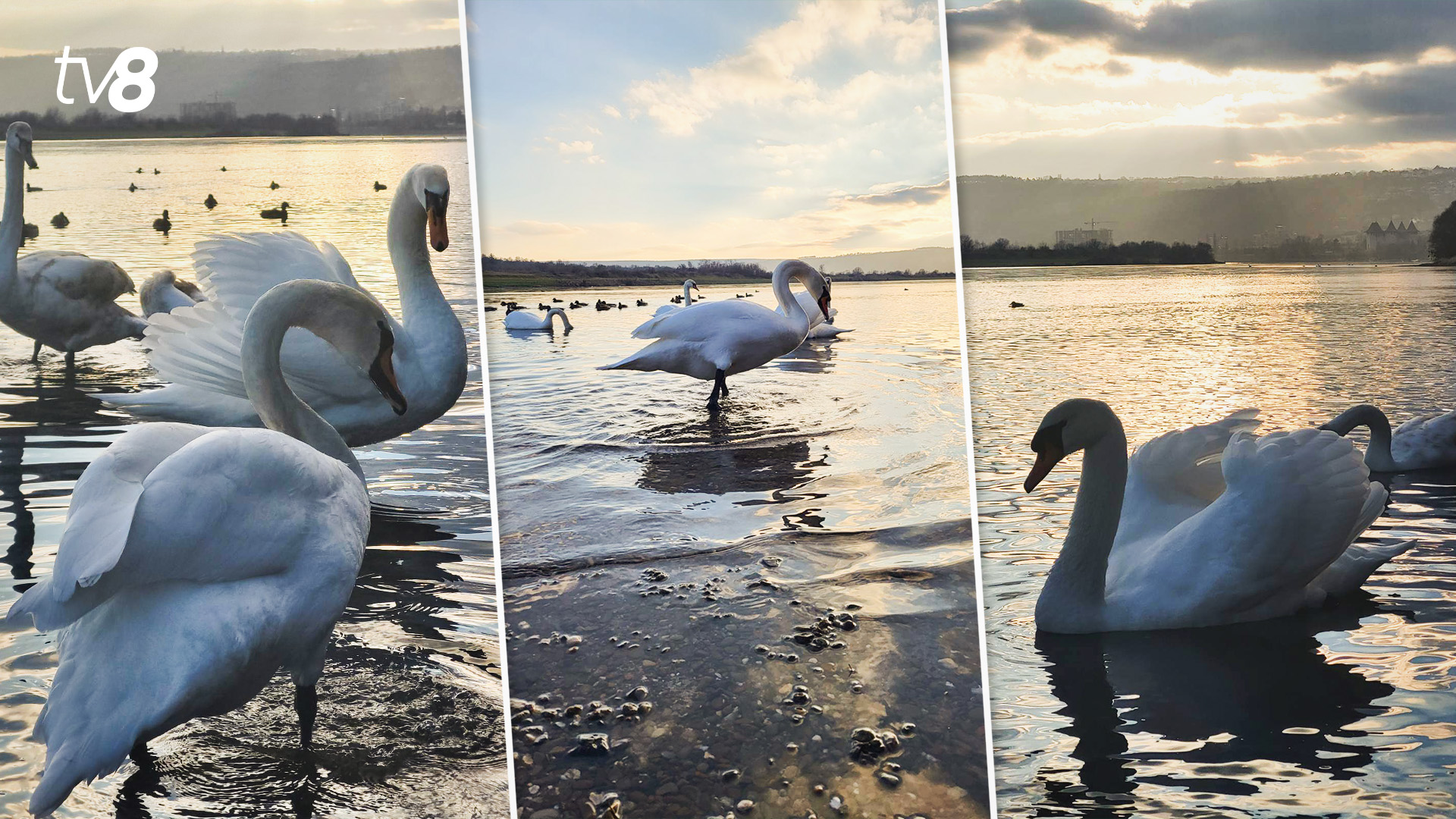 TV8.md - /HARTĂ/ Focare de rabie și gripă aviară! ANSA a confirmat mai ...