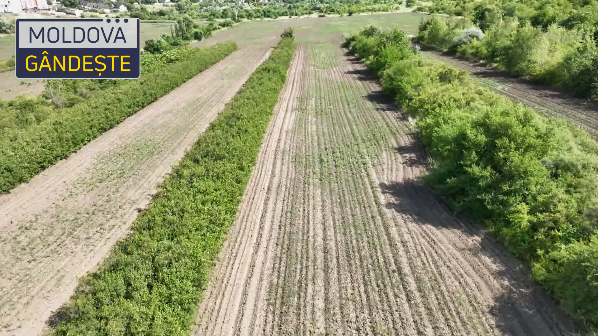 TV8.md - /VIDEO/ Perdelele forestiere, esențiale pentru protejarea ...