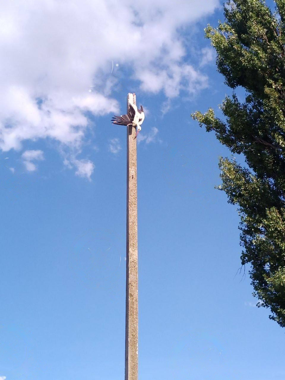 Operațiune neobișnuită la înălțime: Un cocostârc, salvat după ce s-a ...