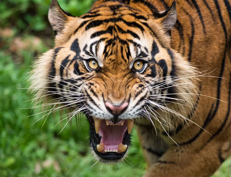 TV8.md - Un bărbat a fost mușcat de tigru, la Grădina Zoologică din ...