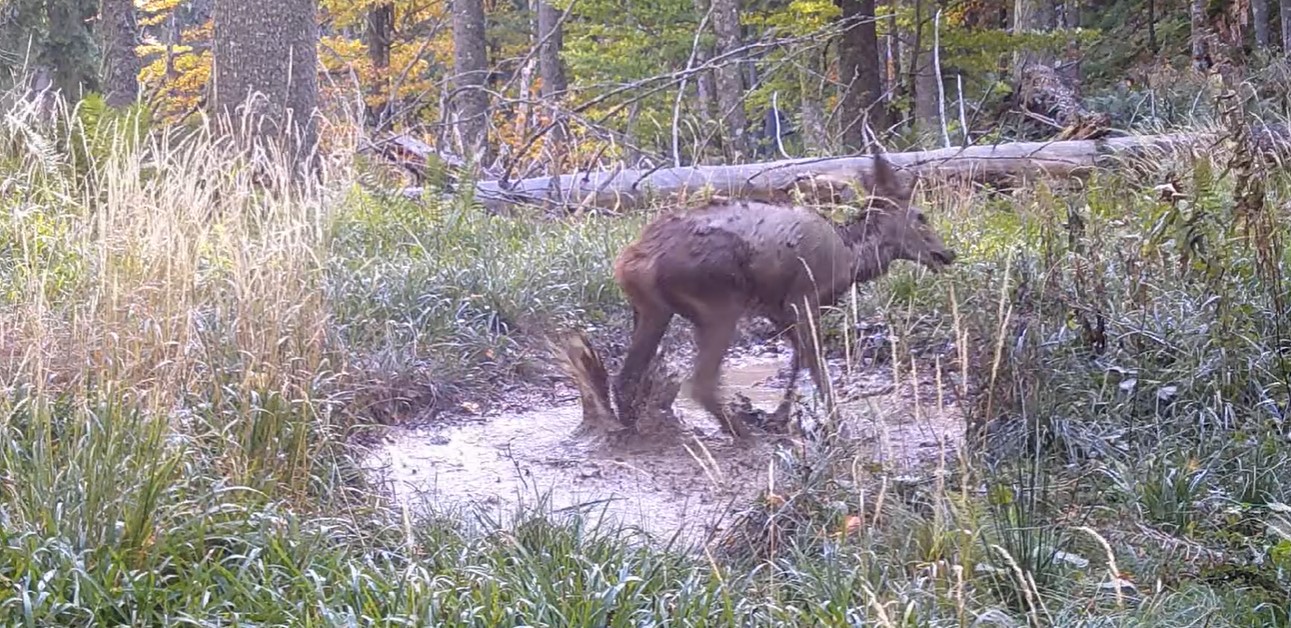 TV8.md - /VIDEO/ Nebun de bucurie! Pui de cerb, surprins când se juca ...