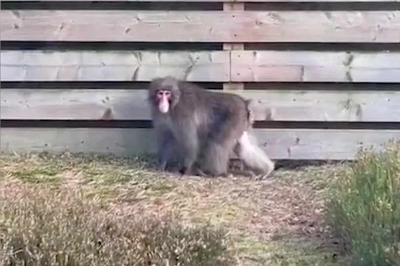TV8.md - /VIDEO/ Maimuța fugară! Un macac japonez, căutat de un sat ...