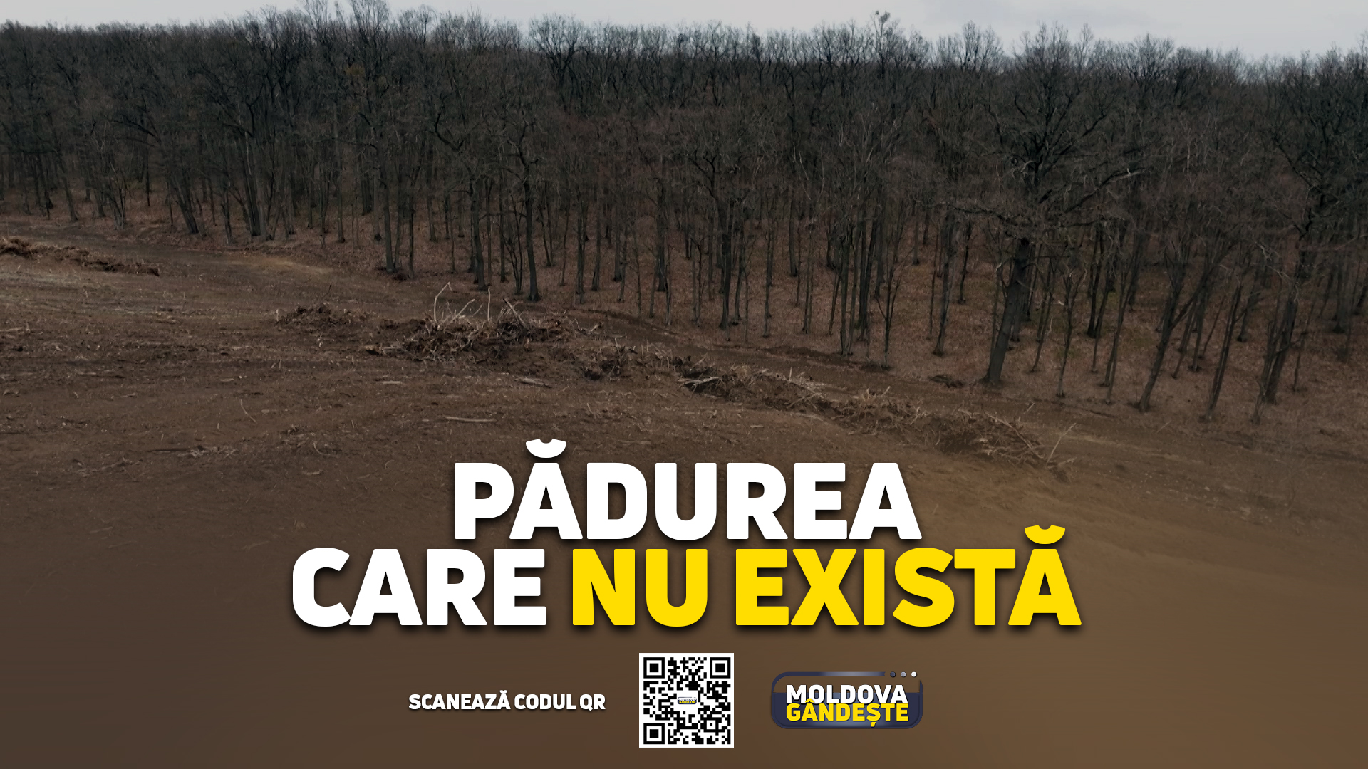 TV8.md - /VIDEO/ O pădure în devenire, smulsă din rădăcini la Vatici ...