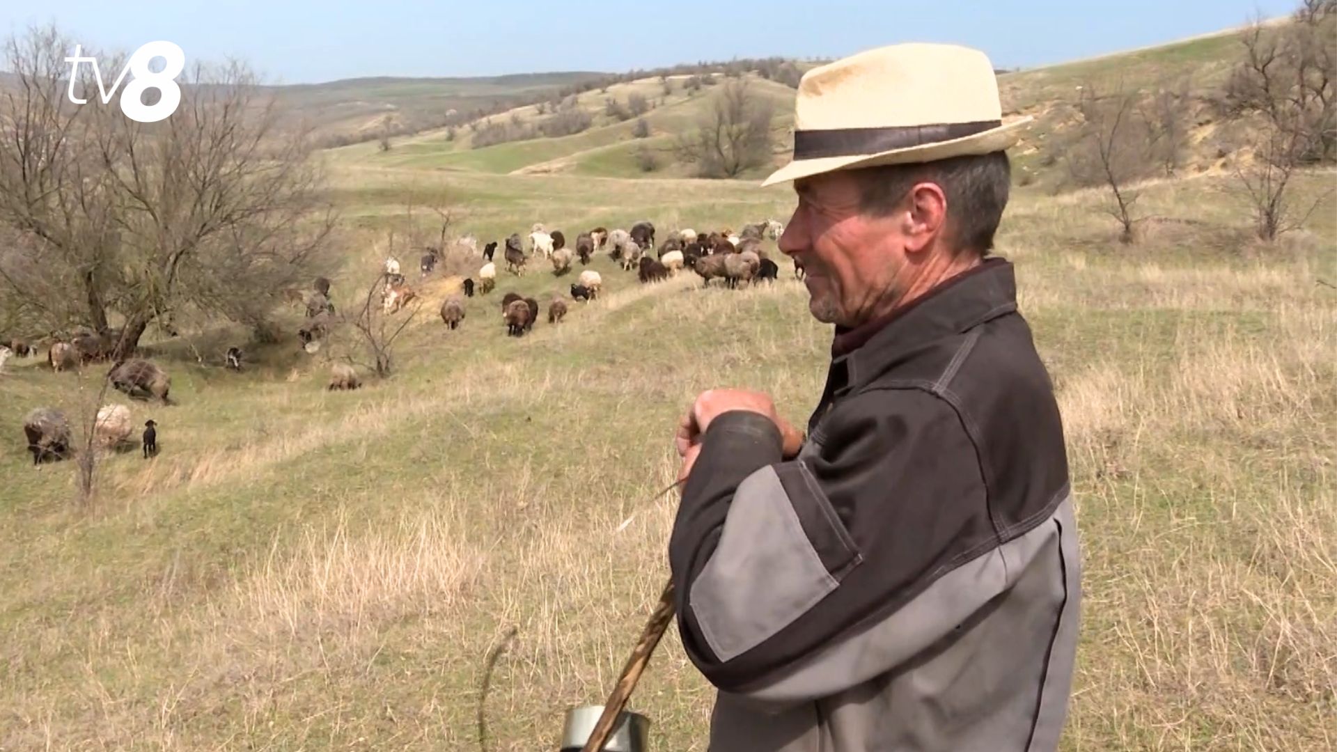 TV8.md - /VIDEO/ Ciobanii devin o raritate în Moldova. Crescătorii de ...