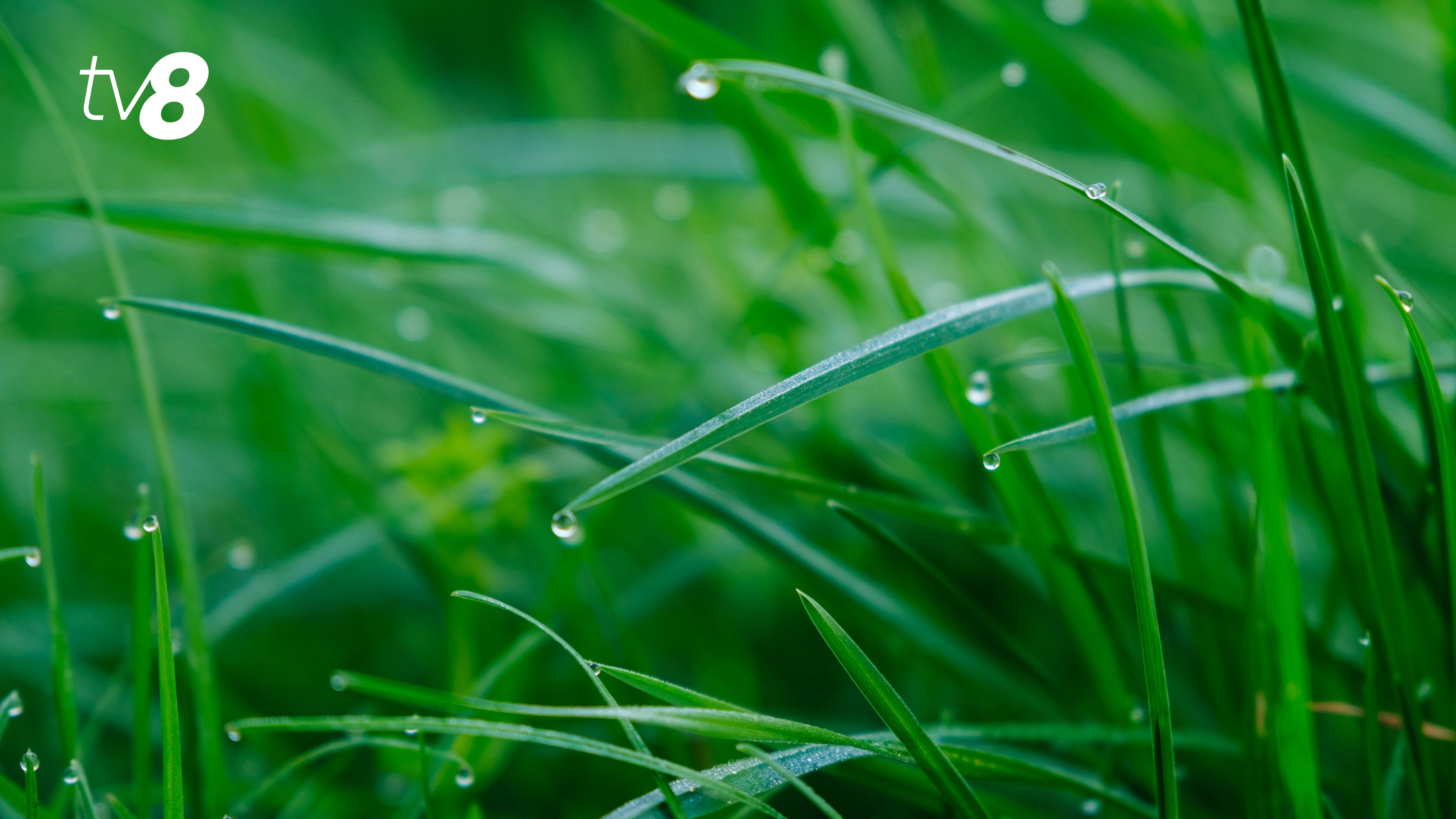 TV8.md - /METEO/ Ploi puternice și temperaturi mai scăzute: Cum va fi ...