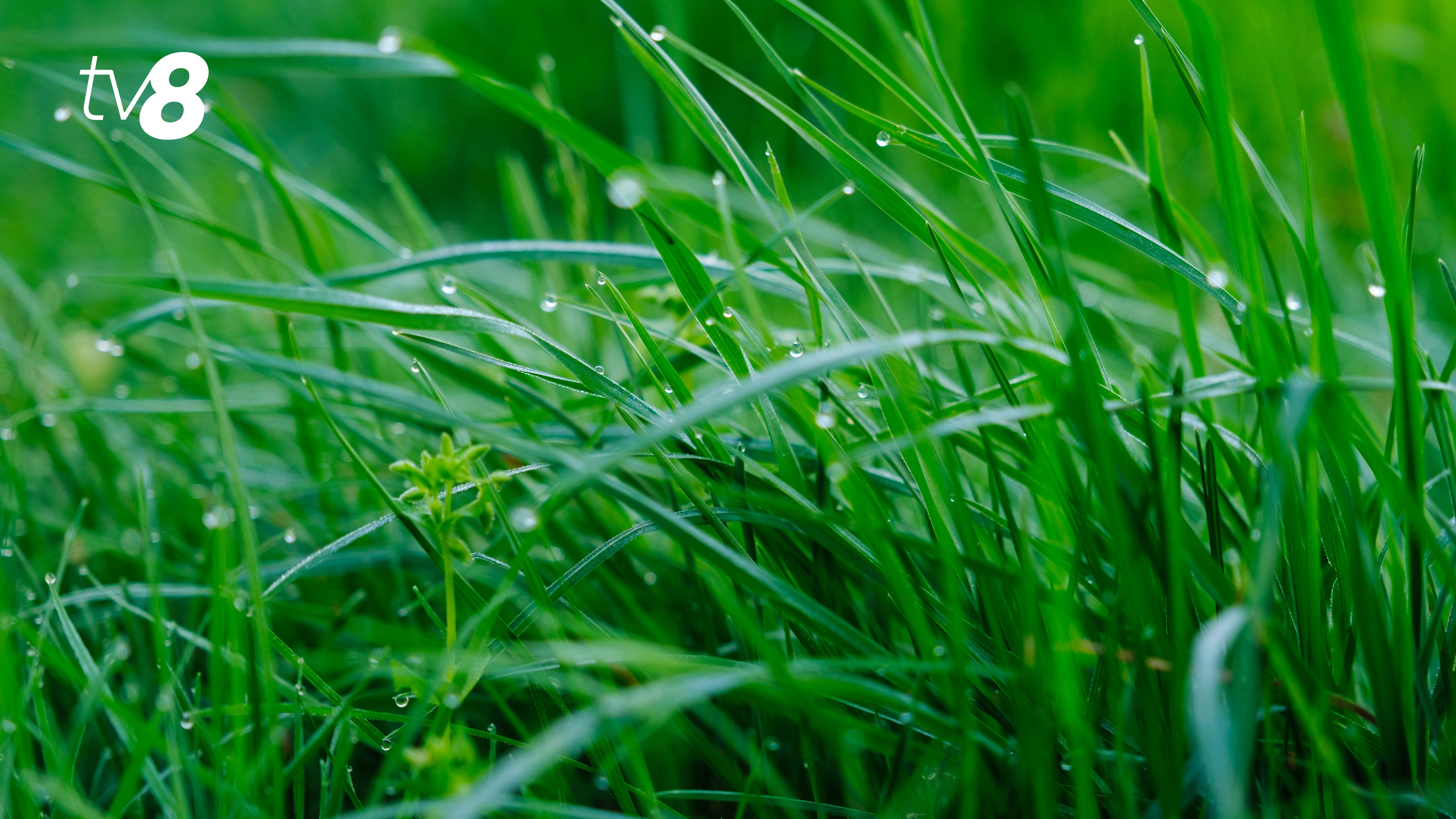 TV8.md - /METEO/ Ploi în sudul și centrul țării, iar în nord ...