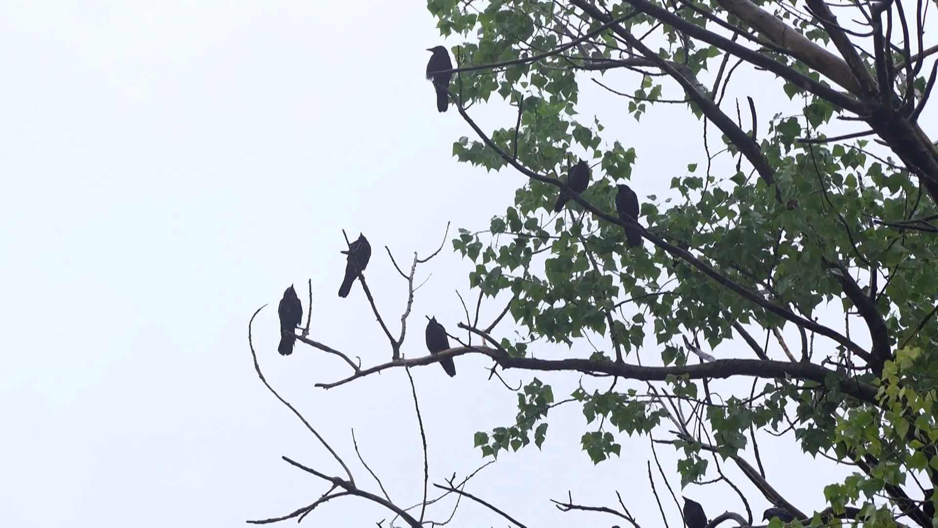 TV8.md - /VIDEO/ Invazie neobișnuită la Glodeni: Ciorile distrug ...