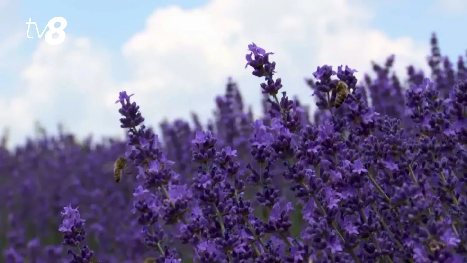 TV8.md - /VIDEO/ Magie violetă pentru ședințe foto: Lanurile de levănțică sunt în plină floare
