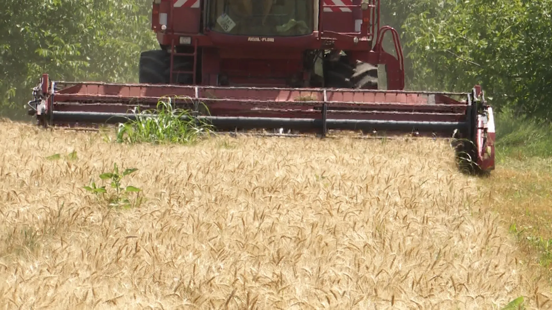 TV8.md - /VIDEO/ Avem grâu mai puțin, dar bun. Secerișul grâului este ...