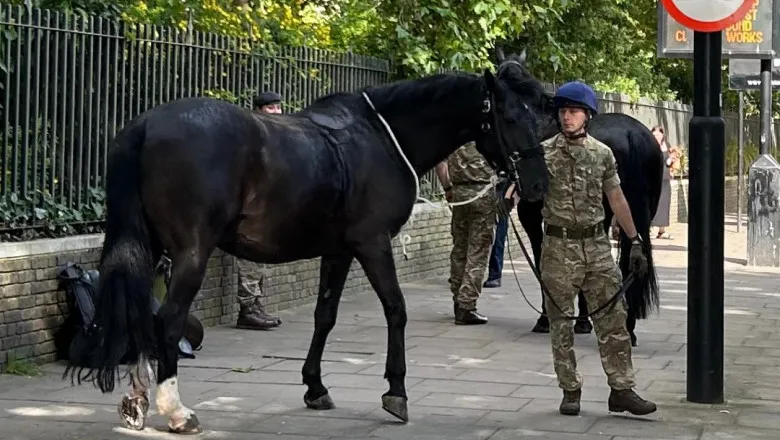 TV8.md - /VIDEO/ Momentul în care cai militari fug speriați în centrul ...