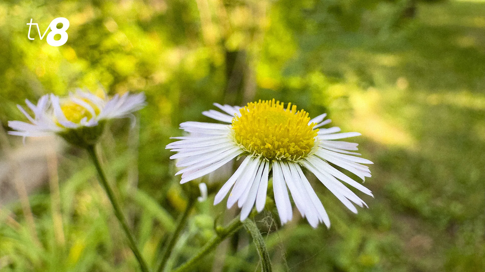 TV8.md - /METEO/ Duminică însorită și temperaturi fierbinți. Prognozele ...
