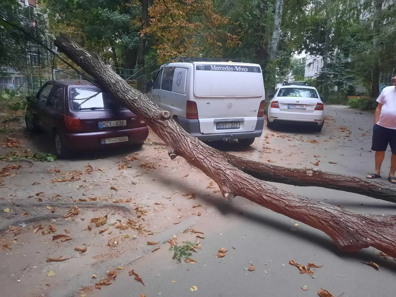 Vântul a rupt mai multe crengi de copaci din Capitală. O creangă masivă ...