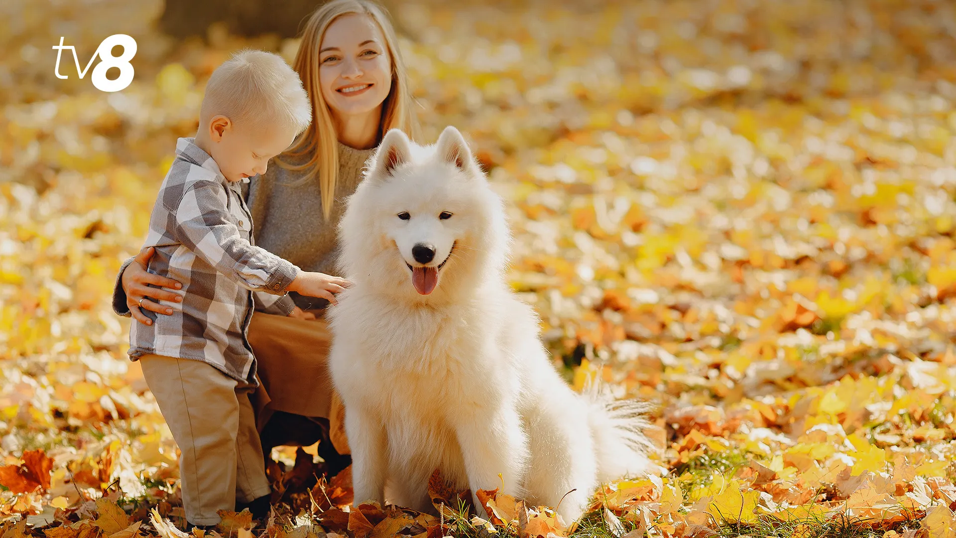 TV8.md - /METEO/ Vântul adie ușor, iar cerul este variabil ...