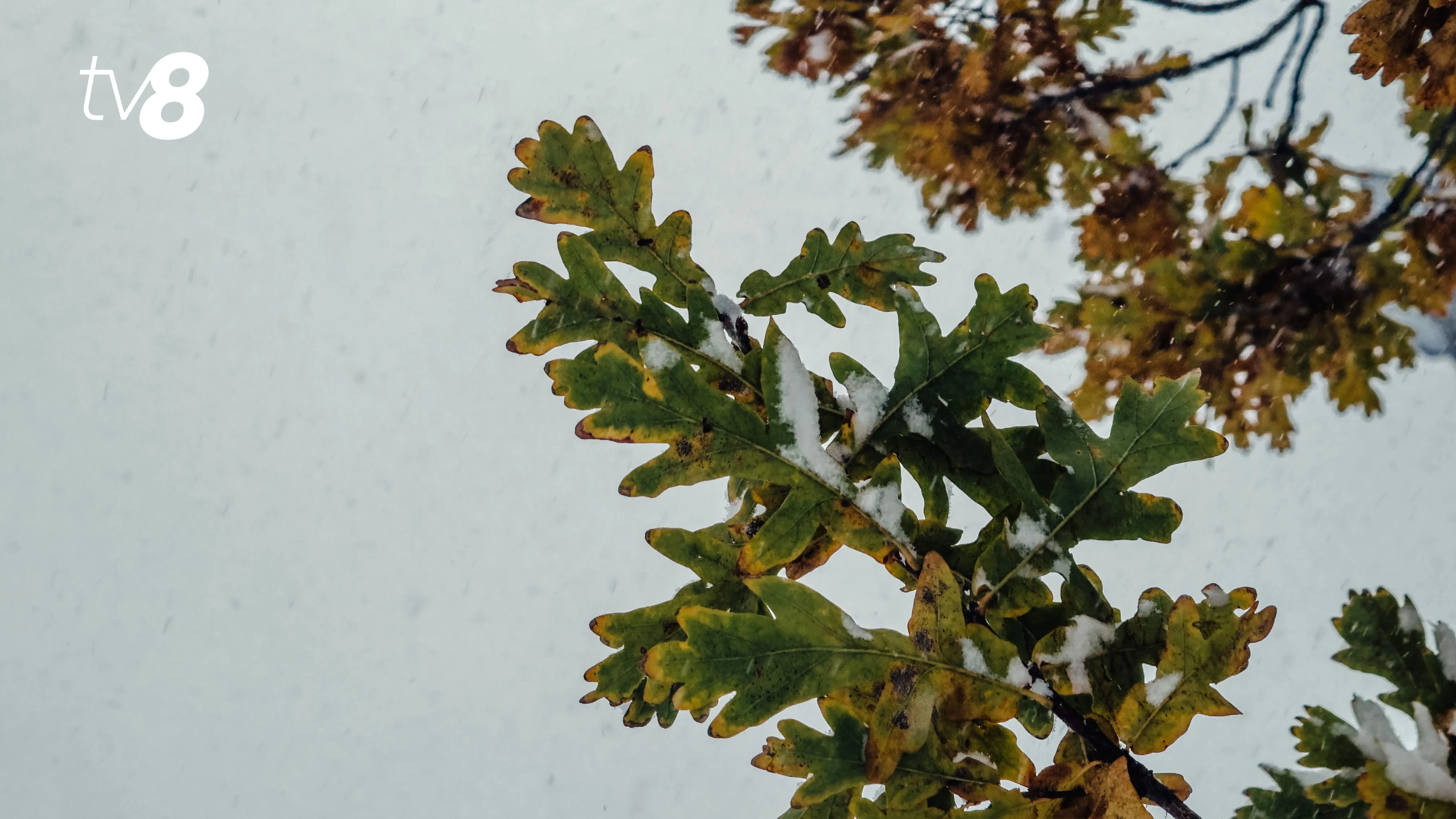 TV8.md - /METEO/ Vine lapovița și ninsoarea, iar pe drumuri va fi ...