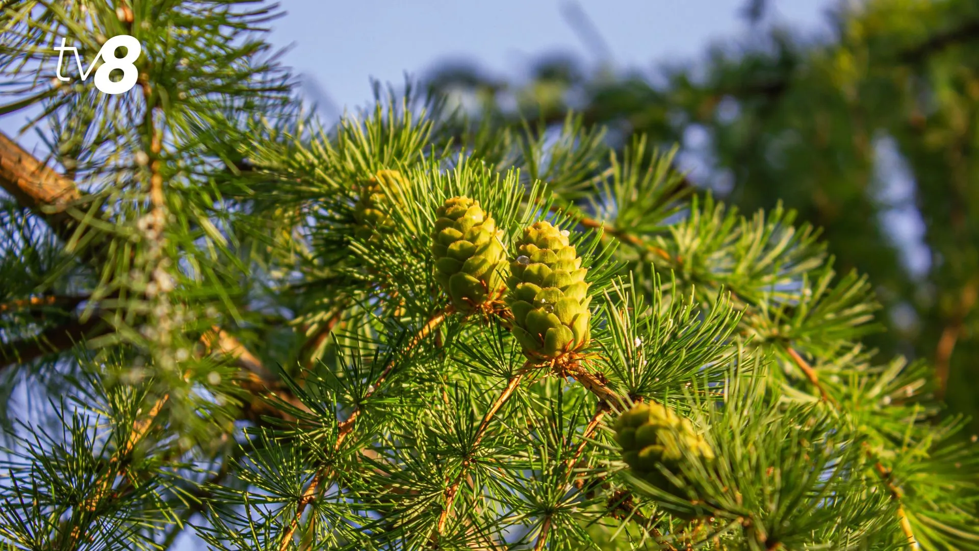 TV8.md - /METEO/ Adiere de vânt și cer senin. Cum va fi vremea astăzi ...