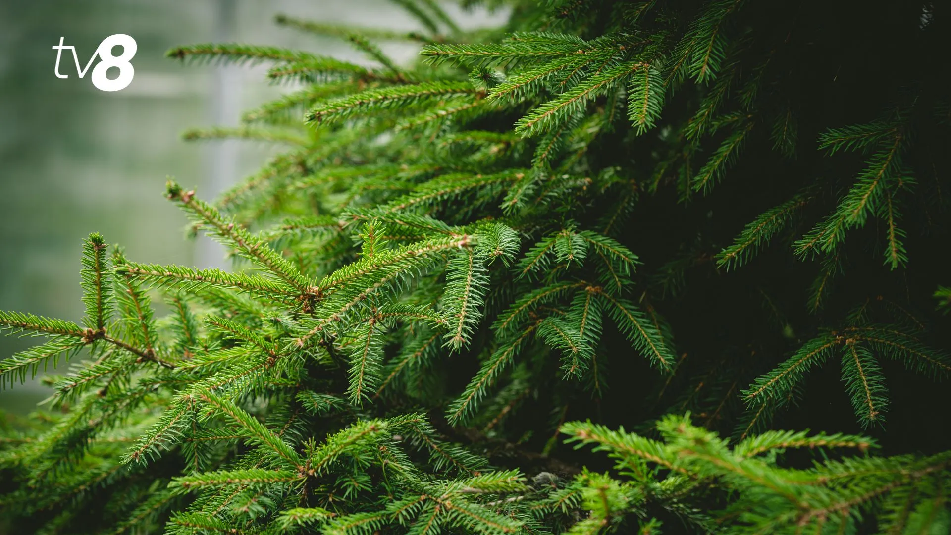 TV8.md - /METEO/ Lapoviță și ghețuș pe drumurile din țară ...