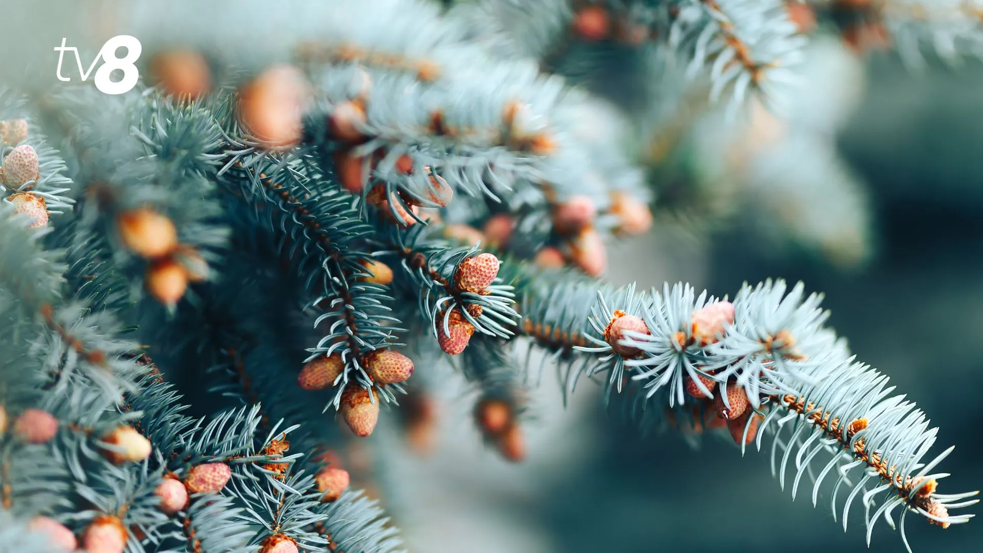 TV8.md - /METEO/ Cer variabil și ghețuș pe drumuri. Cum va fi vremea ...