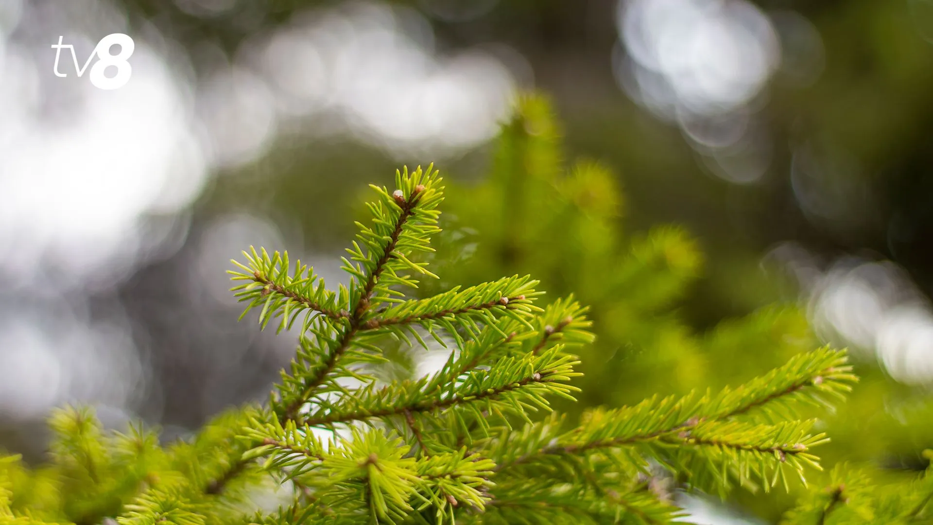 TV8.md - /METEO/ Cer senin la început de săptămână. Cum va fi vremea ...