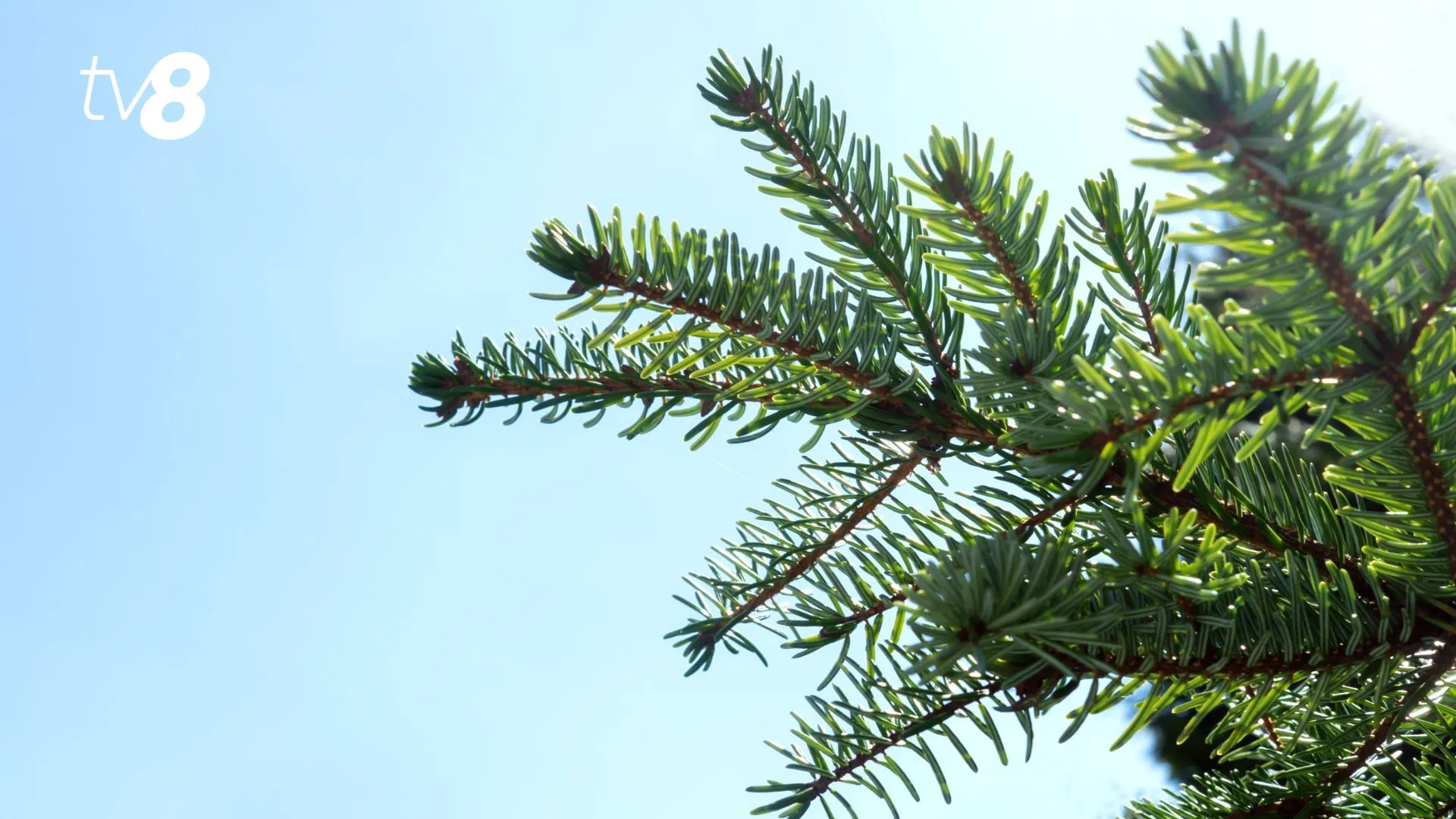 TV8.md - /METEO/ Cer senin și vânt slab. Cum va fi vremea astăzi, 25 ...