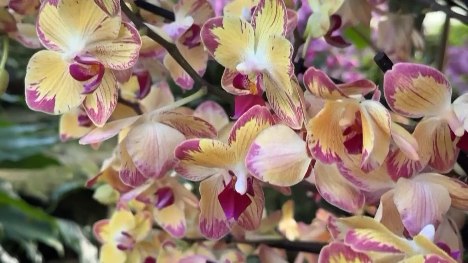 TV8.md - /VIDEO/ Explozie de culoare la Londra: Mii de specii de ...