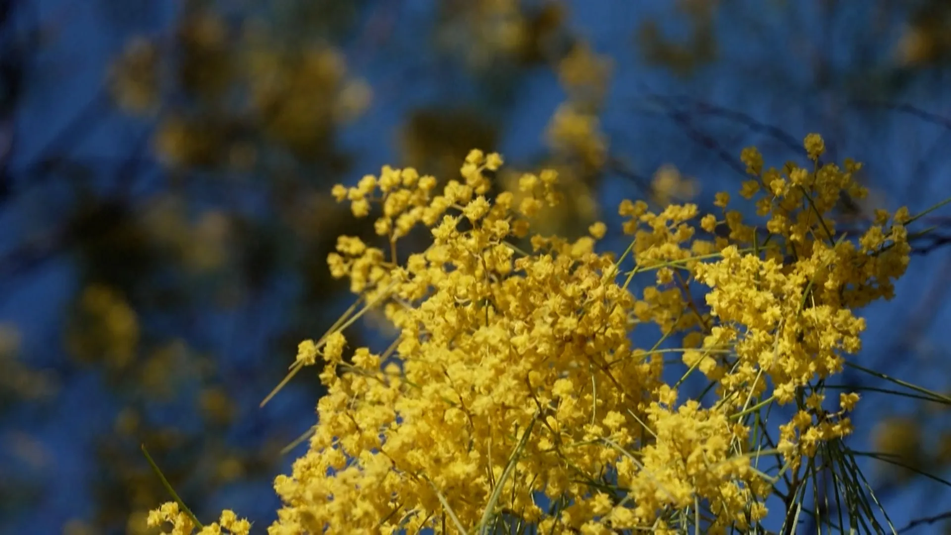 TV8.md - /VIDEO/ Explozie de culoare în plină iarnă: Mii de turiști au ...