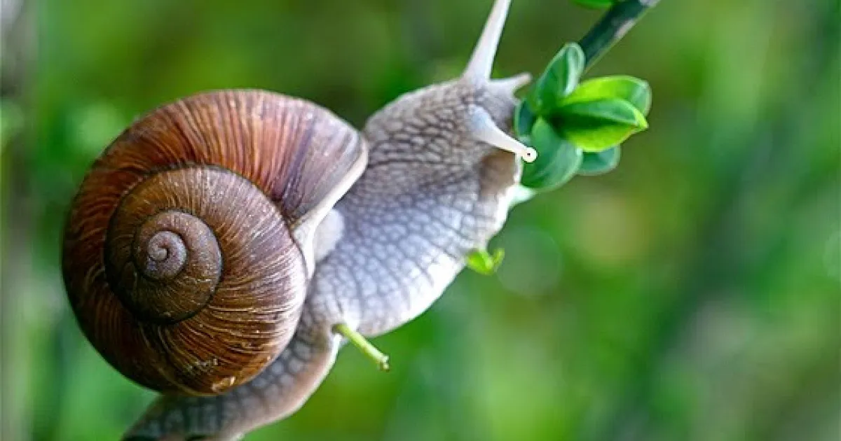 TV8.md - Melcii, o alternativă la carnea de pasăre și vită? Țara în ...