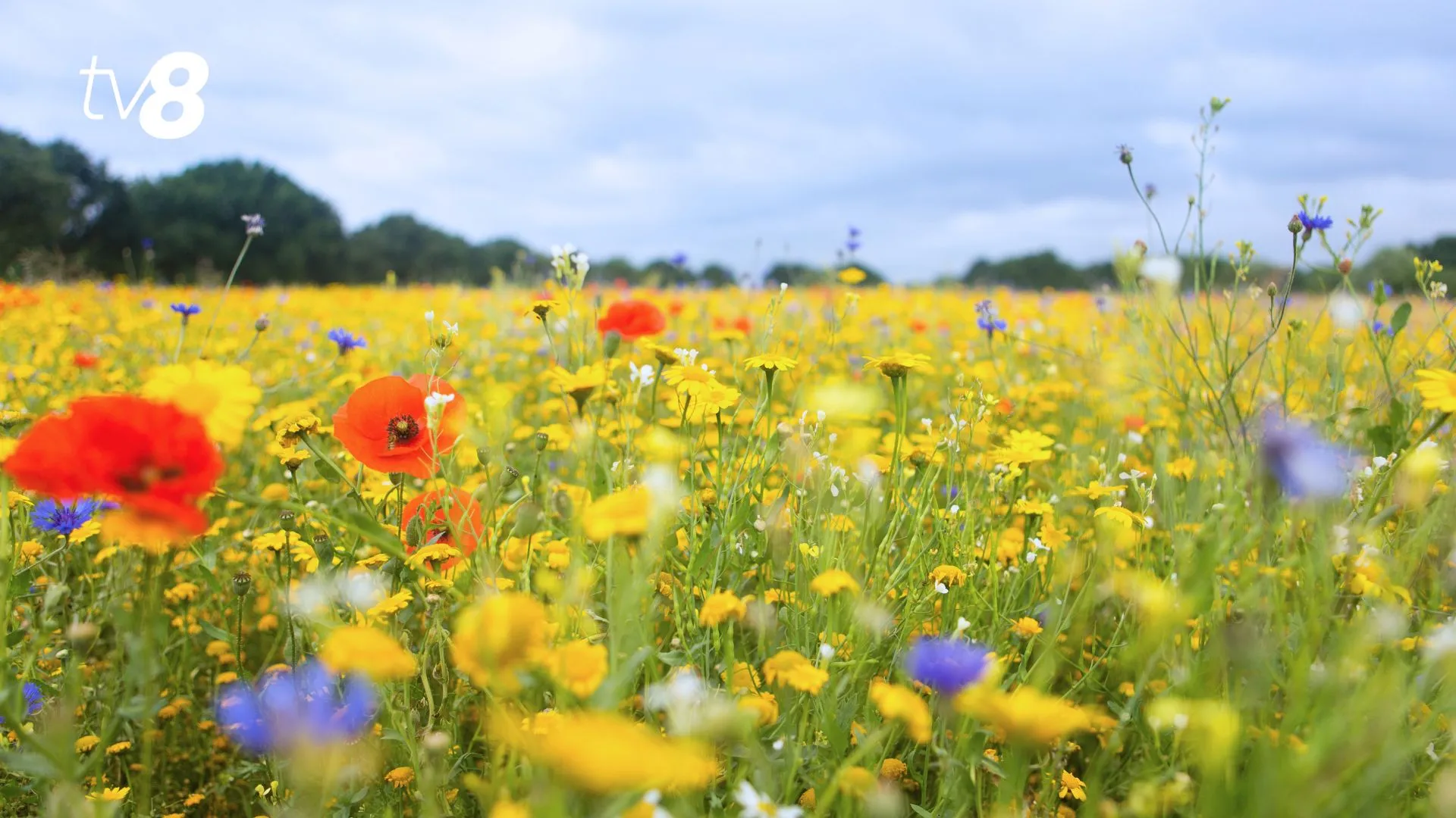 TV8.md - /METEO/ Caniculă și temperaturi de foc în toată țara: Ce ...