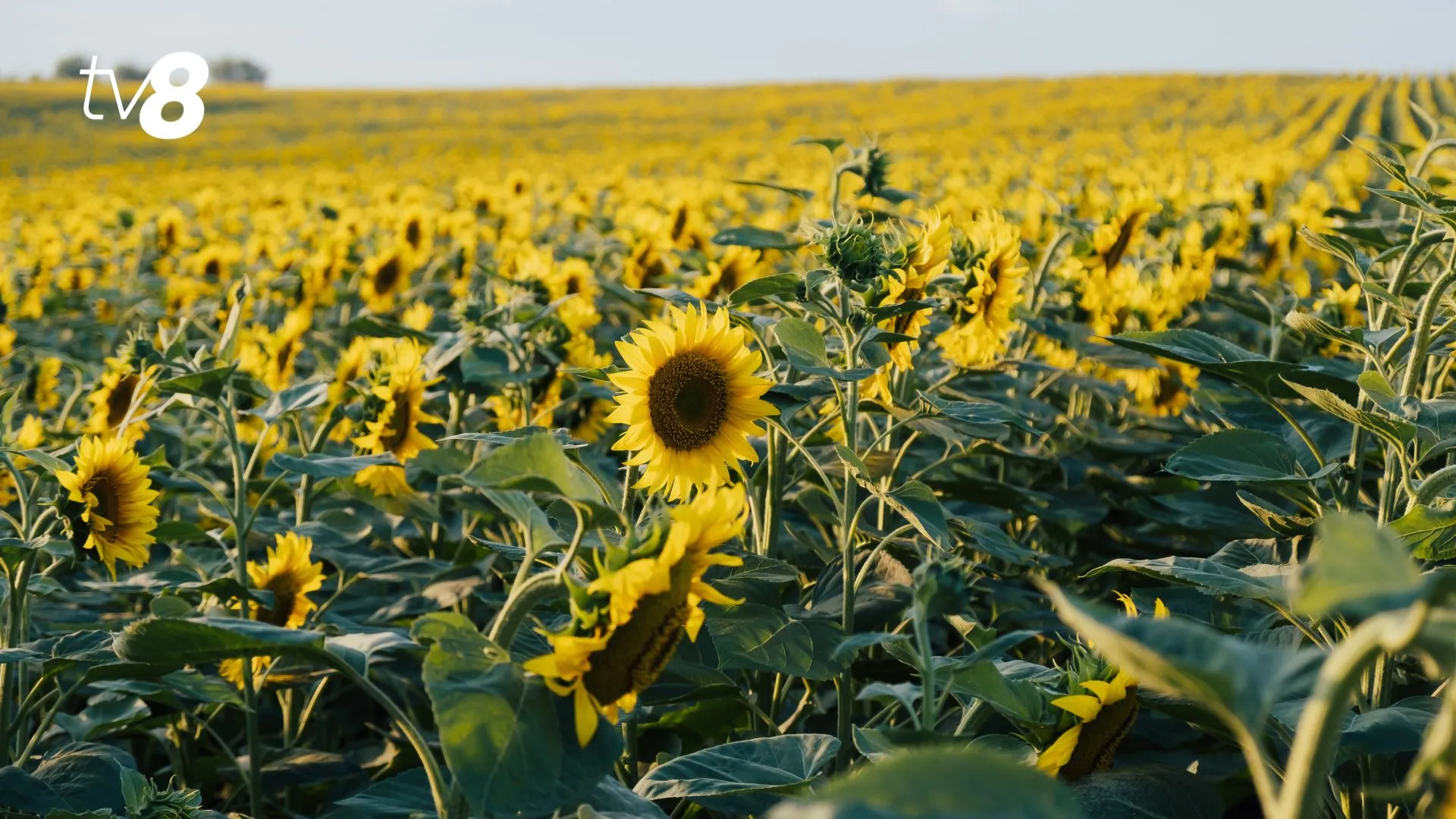 TV8.md - /METEO/ Cer variabil și fără precipitații: Temperaturile ...