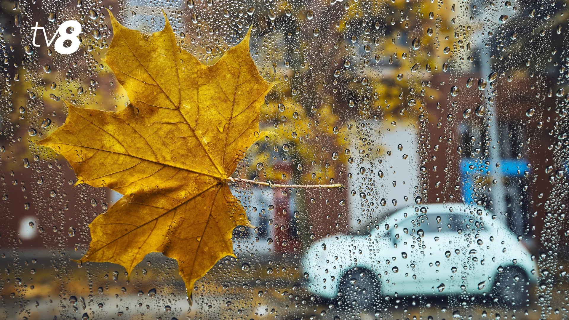TV8.md - /METEO/ Ploi pe tot parcursul zilei: Temperaturile prognozate ...