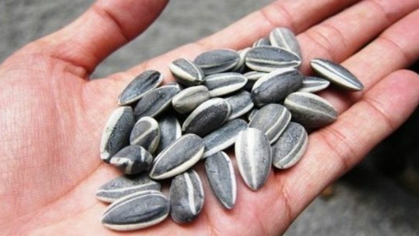 TV8.md - /VIDEO/ Agricultorii, duși de nas de escroci: Au vândut ...