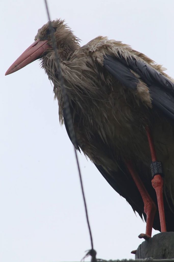 /FOTO/ Înduioşător! Un cocostârc, născut în Ungaria, a ales să-și ...