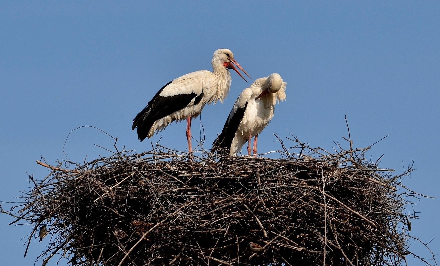 /FOTO/ Înduioşător! Un cocostârc, născut în Ungaria, a ales să-și ...